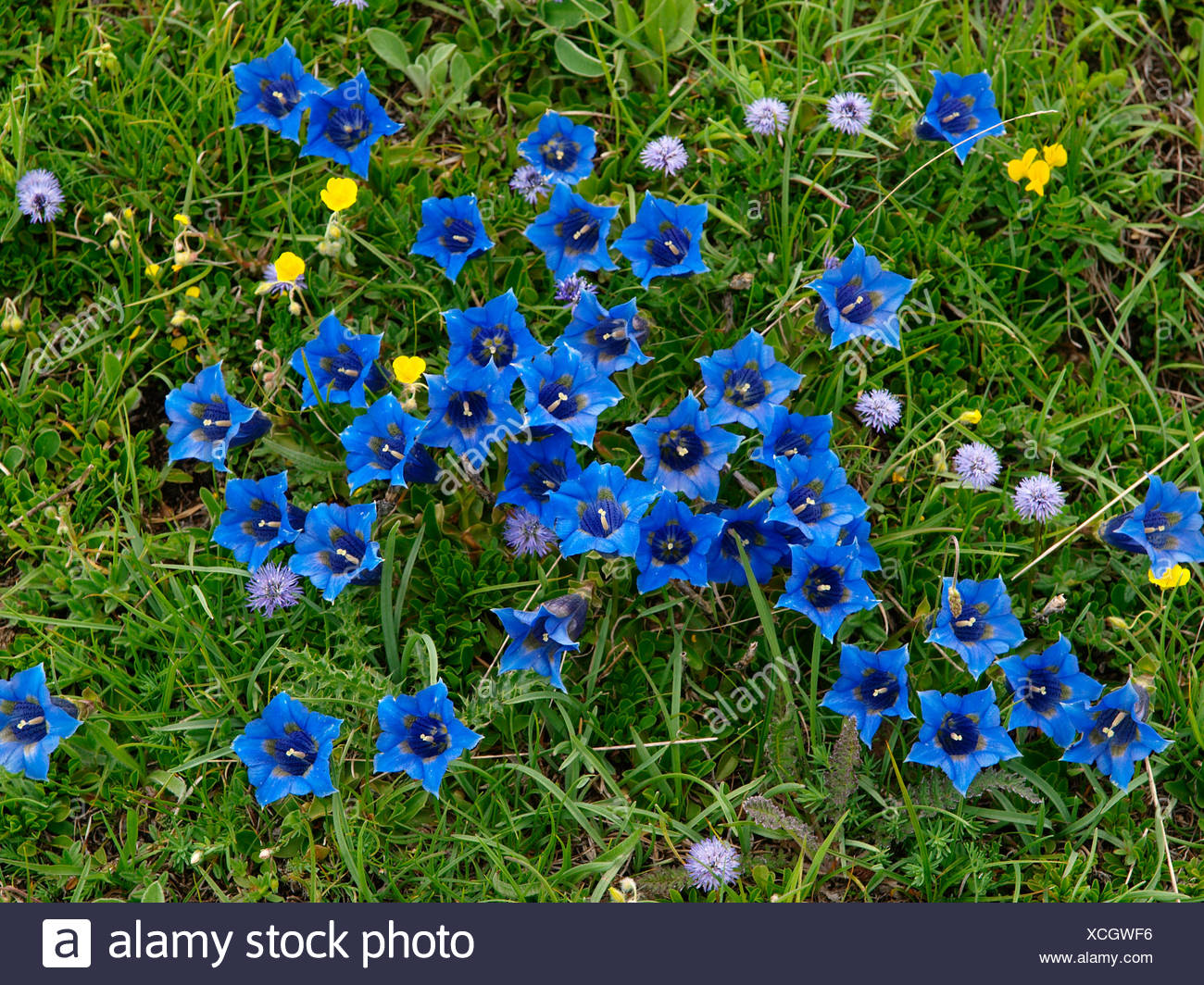 Wiesen Enzian Stockfotos und -bilder Kaufen - Alamy