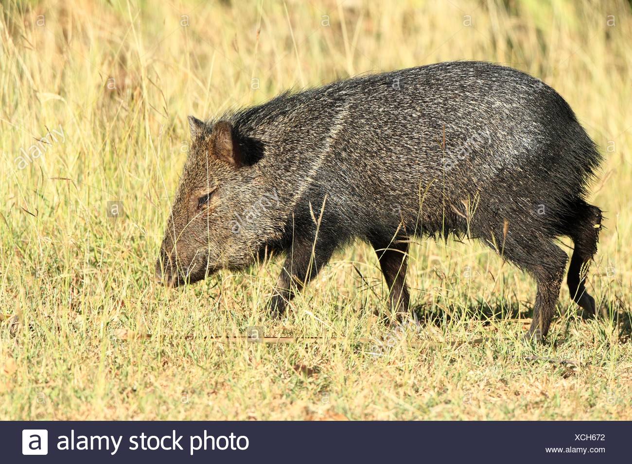 Saino Oder Baquiro Stockfotos und -bilder Kaufen - Alamy