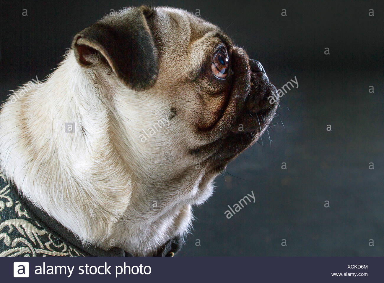 Schwarzer Mops Stockfotos und -bilder Kaufen - Alamy