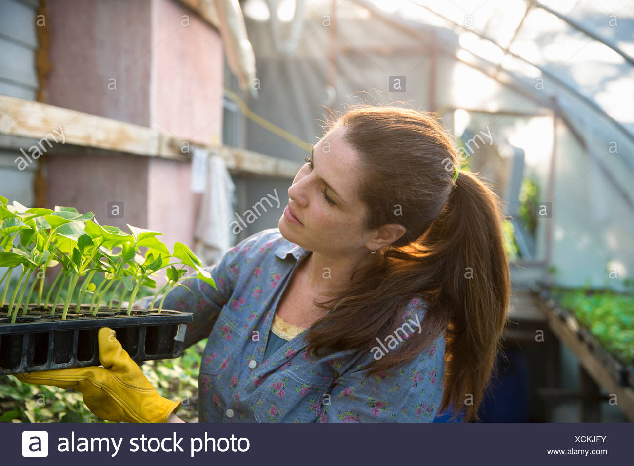 Setzlinge Landwirtschaft Stockfotos und -bilder Kaufen - Alamy