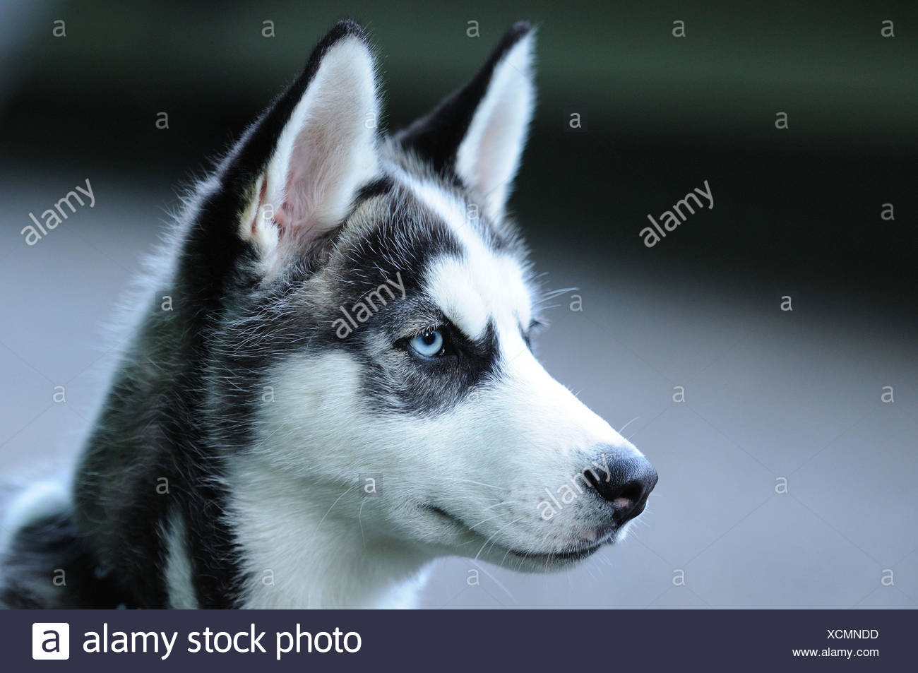 Siberian Husky Puppy Side View Stockfotos und -bilder Kaufen - Alamy