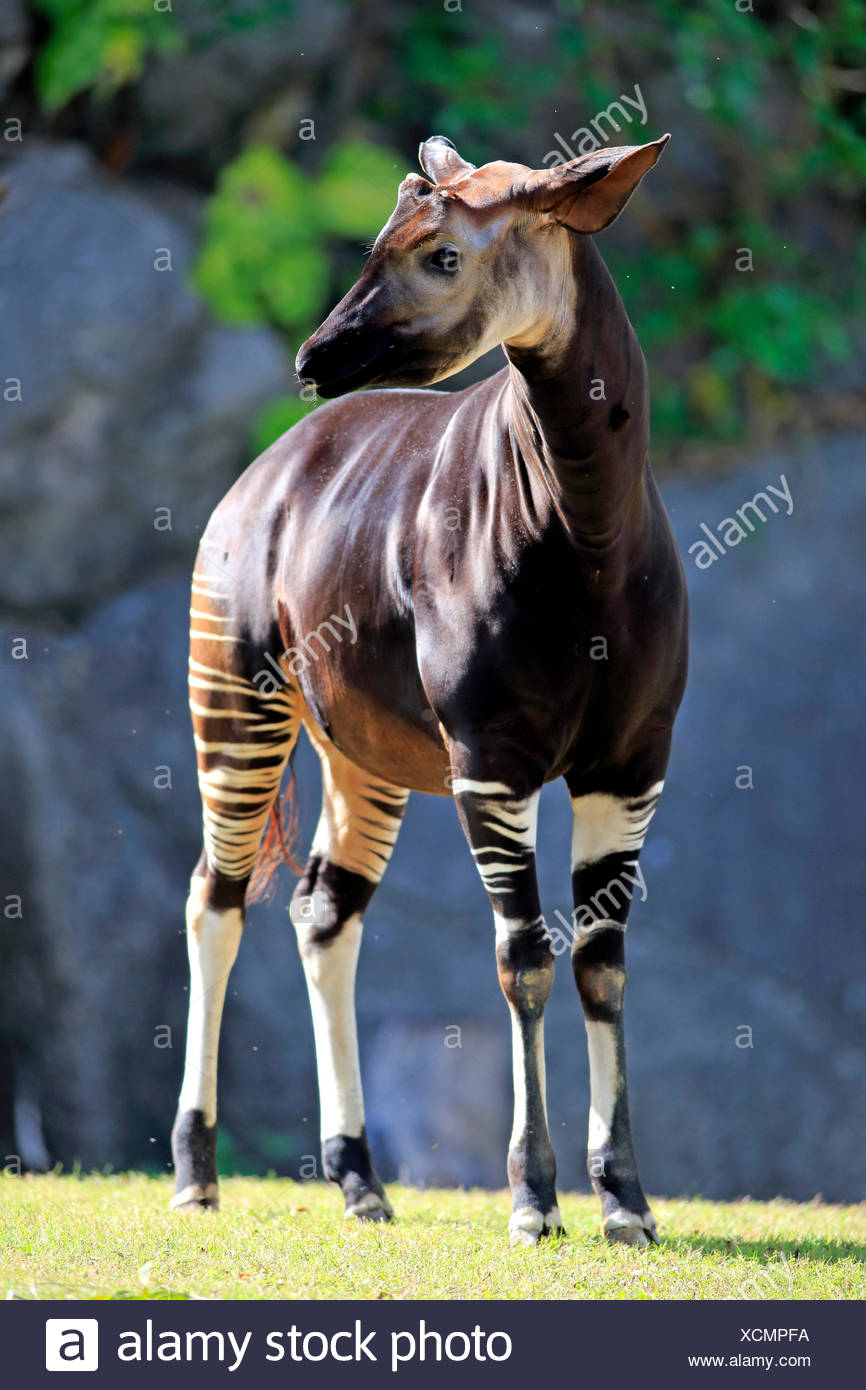 Okapi Johnstoni Stockfotos und -bilder Kaufen - Alamy