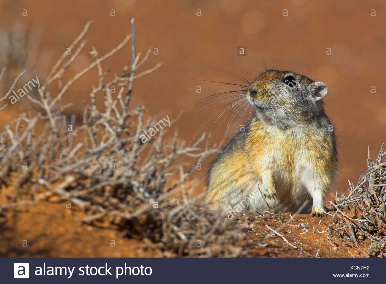 Fette Sandratte Stockfotos und -bilder Kaufen - Alamy