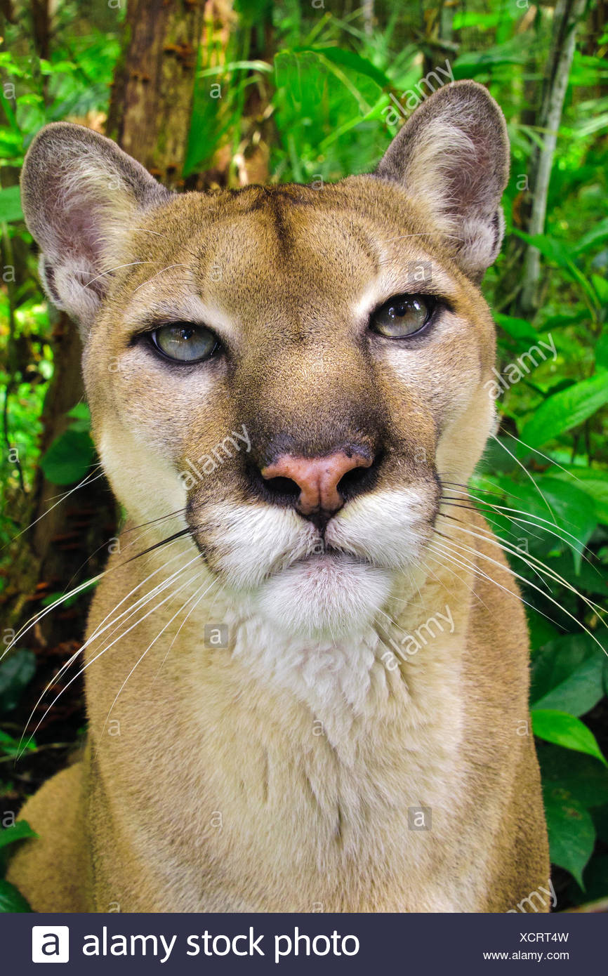 Zentralamerika Wildtiere Stockfotos und -bilder Kaufen - Alamy