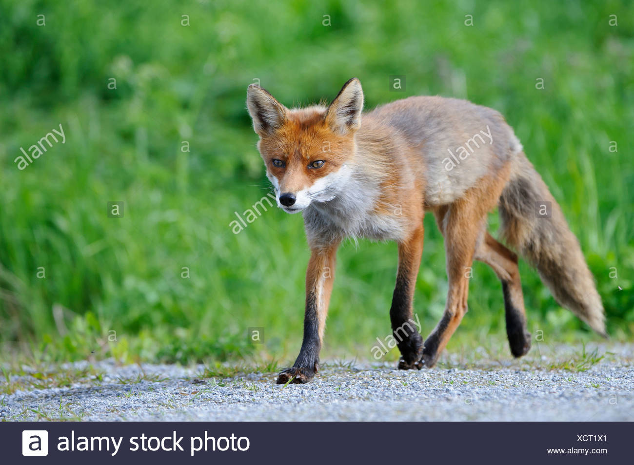 Rennender Fuchs Stockfotos und -bilder Kaufen - Alamy