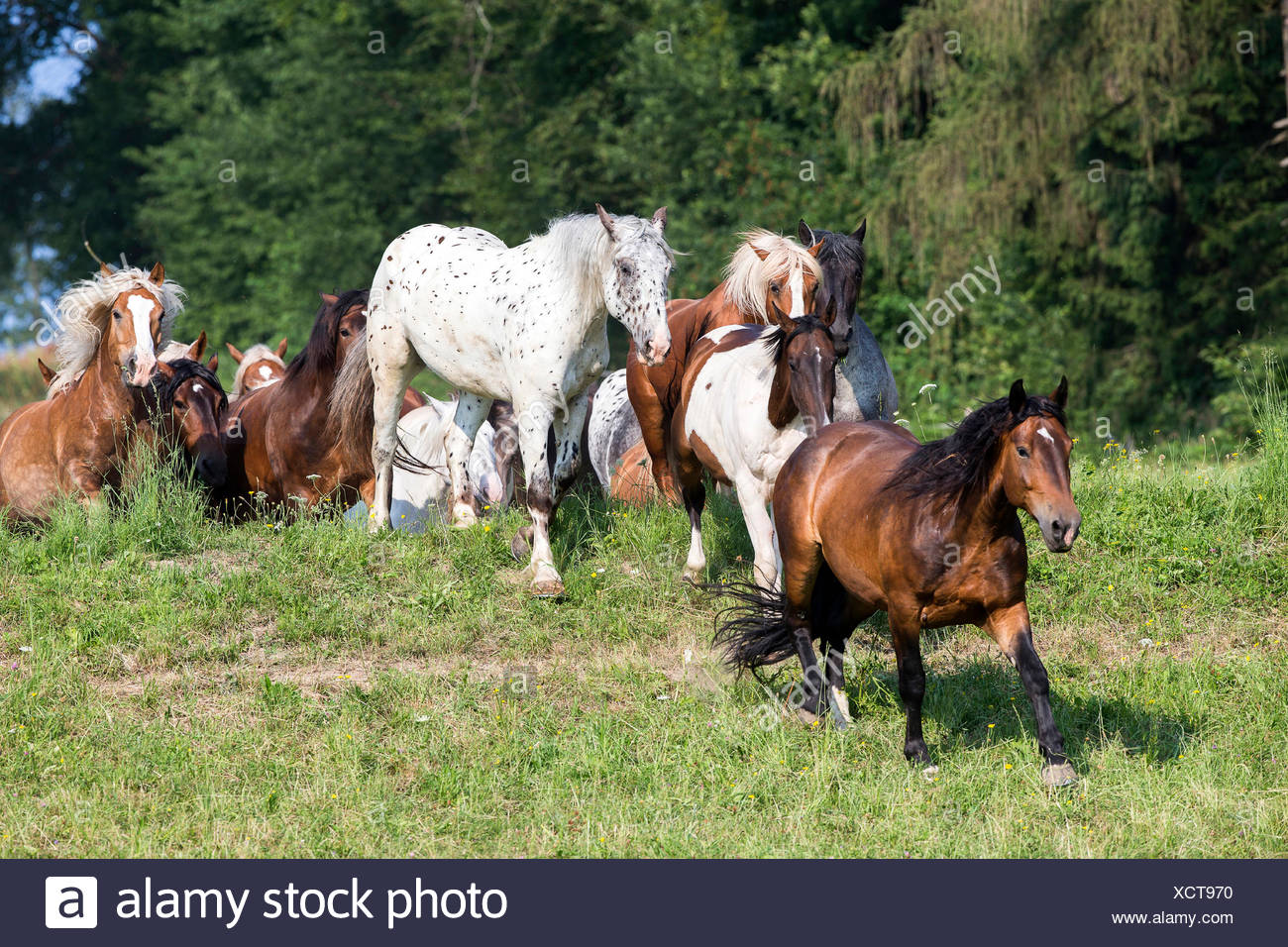 Noriker Horse Stockfotos und -bilder Kaufen - Alamy