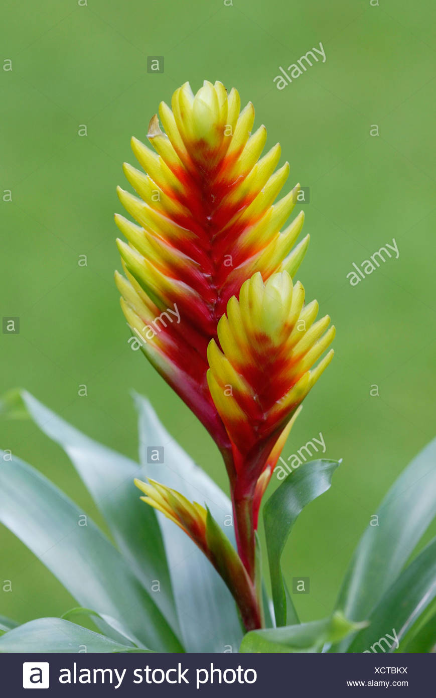 Flaming Sword Stockfotos und -bilder Kaufen - Alamy