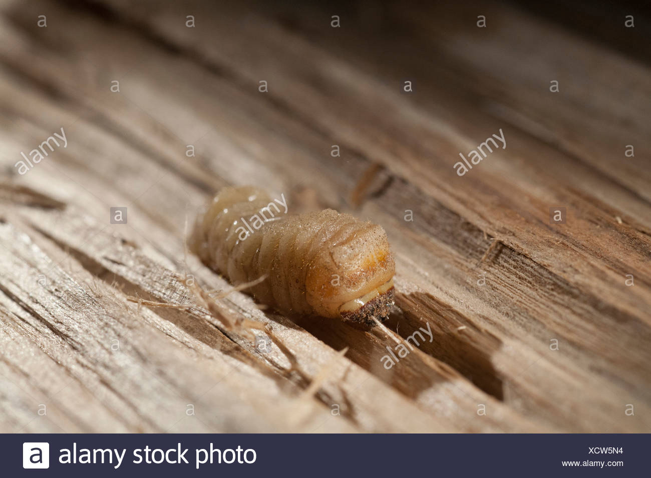 Kafer Im Holz