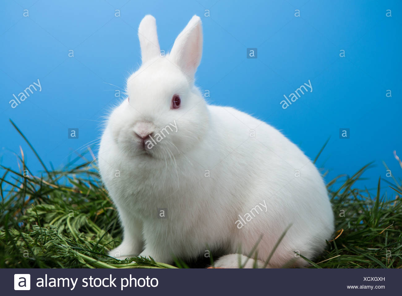 Weißer Hase Stockfotos & Weißer Hase Bilder - Alamy