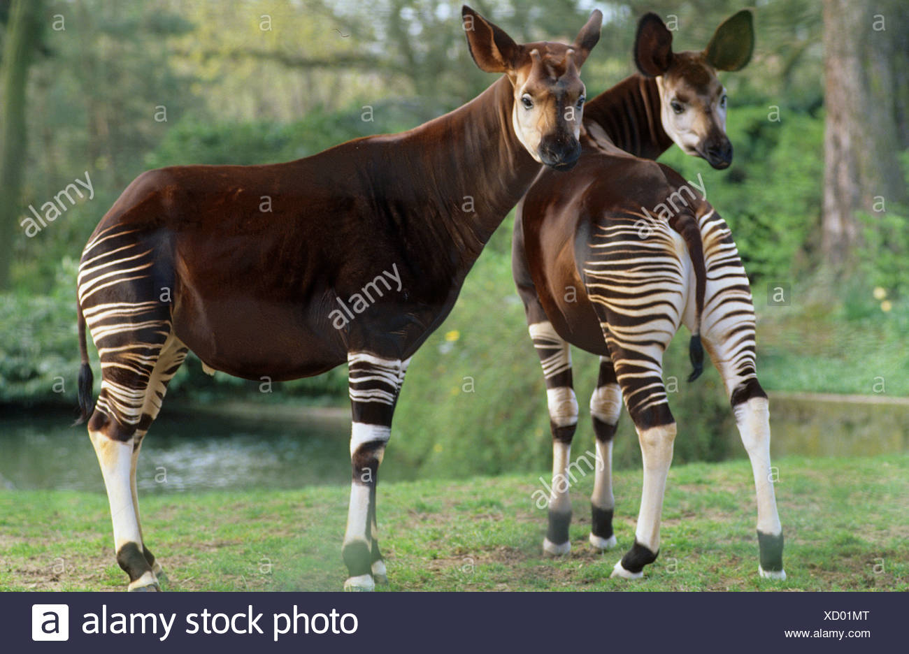Okapi Congo Stockfotos und -bilder Kaufen - Seite 2 - Alamy