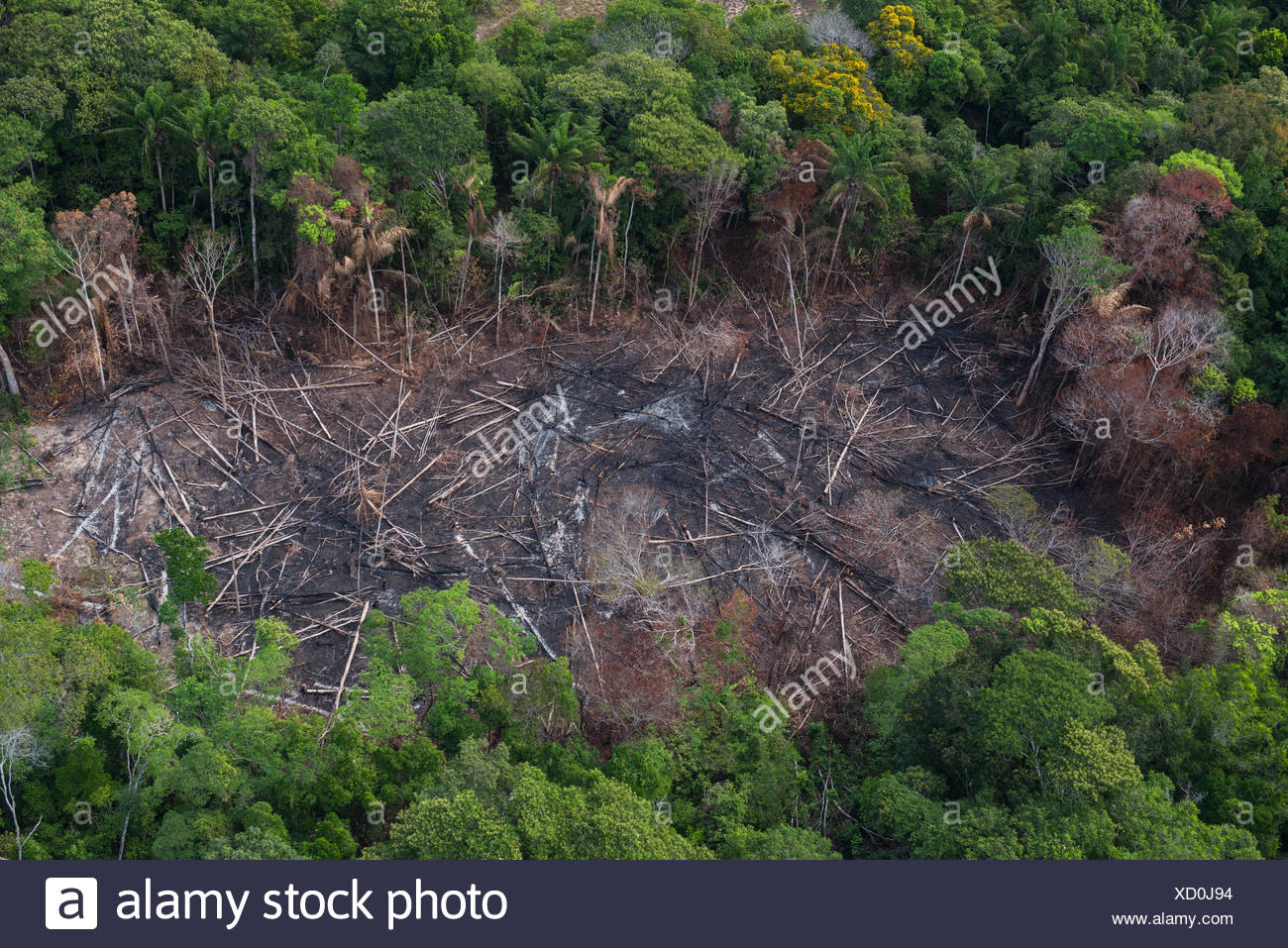 Slash And Burn Slash Burn Stockfotos und -bilder Kaufen - Alamy