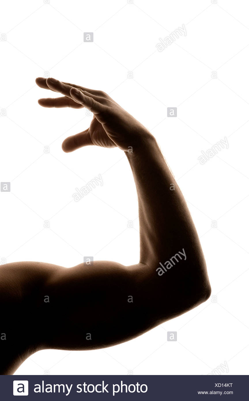 Muskeln Des Menschlichen Armes Stockfotos und -bilder Kaufen - Alamy