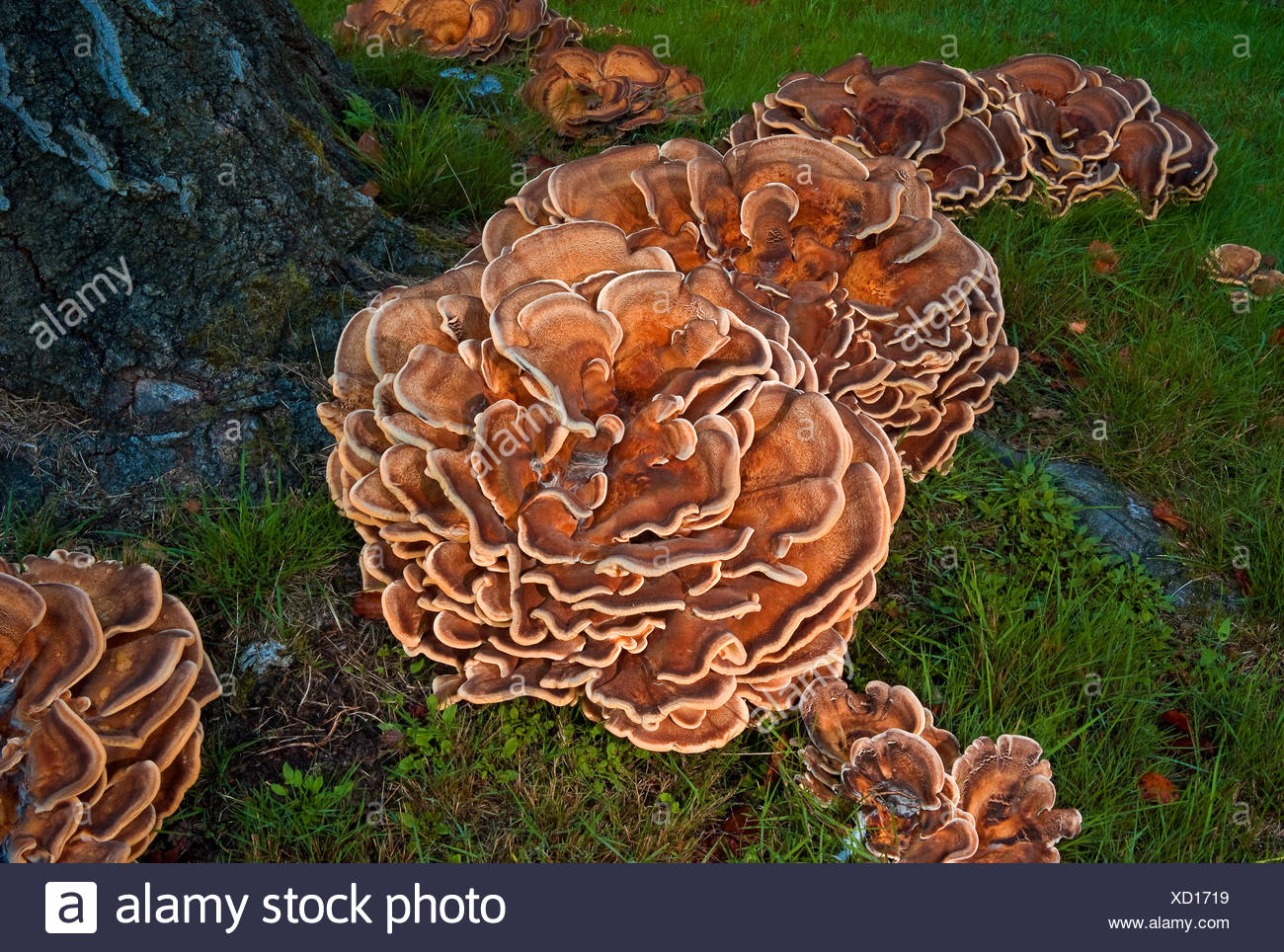 Baumpilze Stockfotos und -bilder Kaufen - Alamy