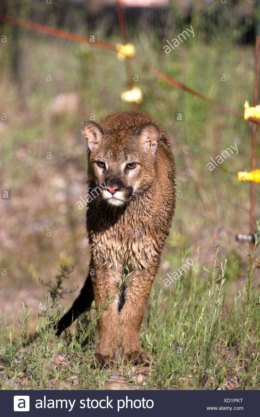 Stalking Puma Felis Concolor Stockfotos und -bilder Kaufen - Alamy