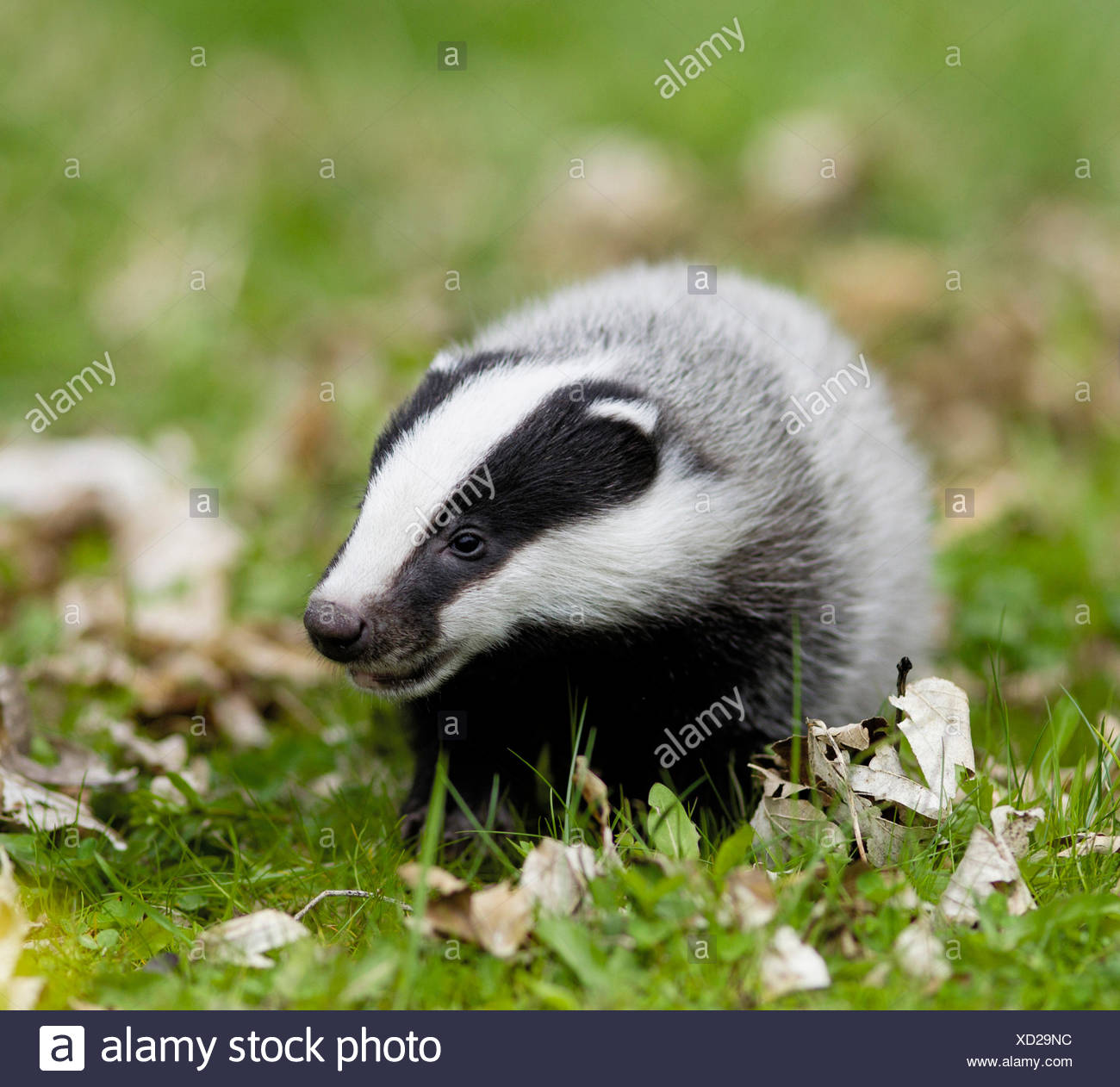 Baby Dachs Stockfotos & Baby Dachs Bilder - Alamy