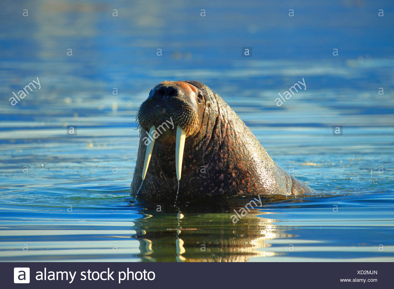 Gebiss Robben Stockfotos und -bilder Kaufen - Alamy