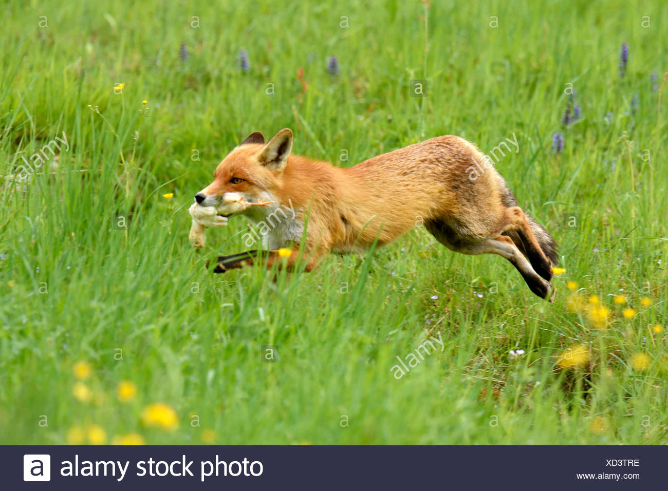 Rennender Fuchs Stockfotos und -bilder Kaufen - Alamy
