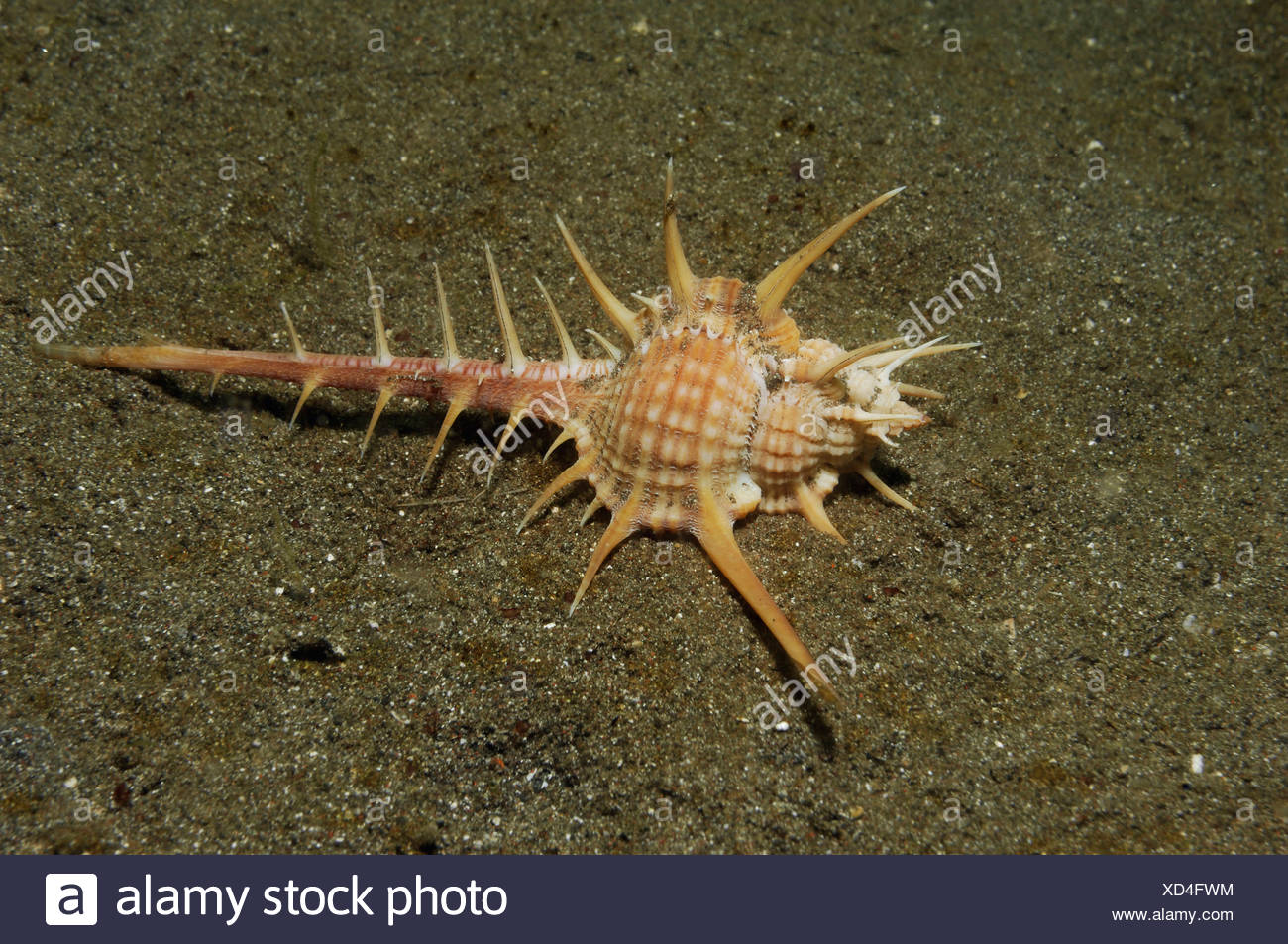 Murex Snails Stockfotos und -bilder Kaufen - Alamy