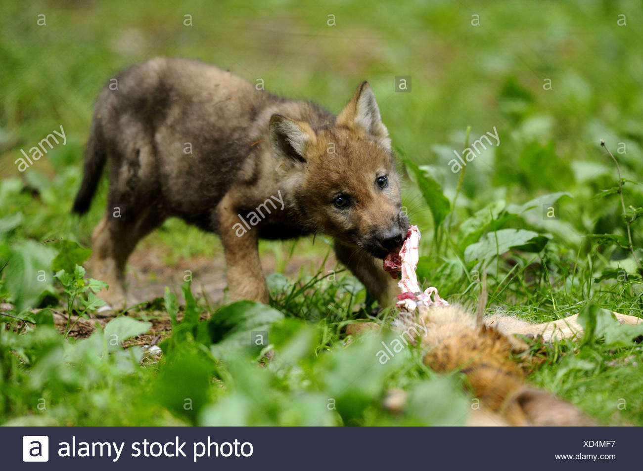 Wolf Pups Eating Stockfotos und -bilder Kaufen - Alamy