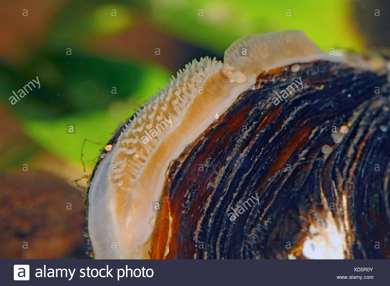 Maler Muschel Stockfotos und -bilder Kaufen - Alamy