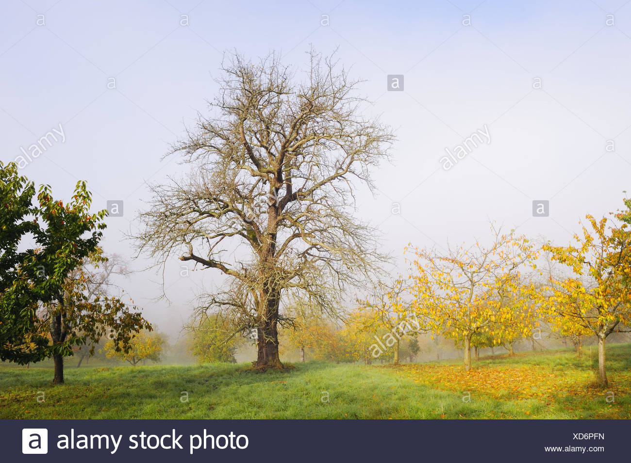 Pear Tree Autumn Tree Broad Leaved Stockfotos und -bilder Kaufen - Alamy