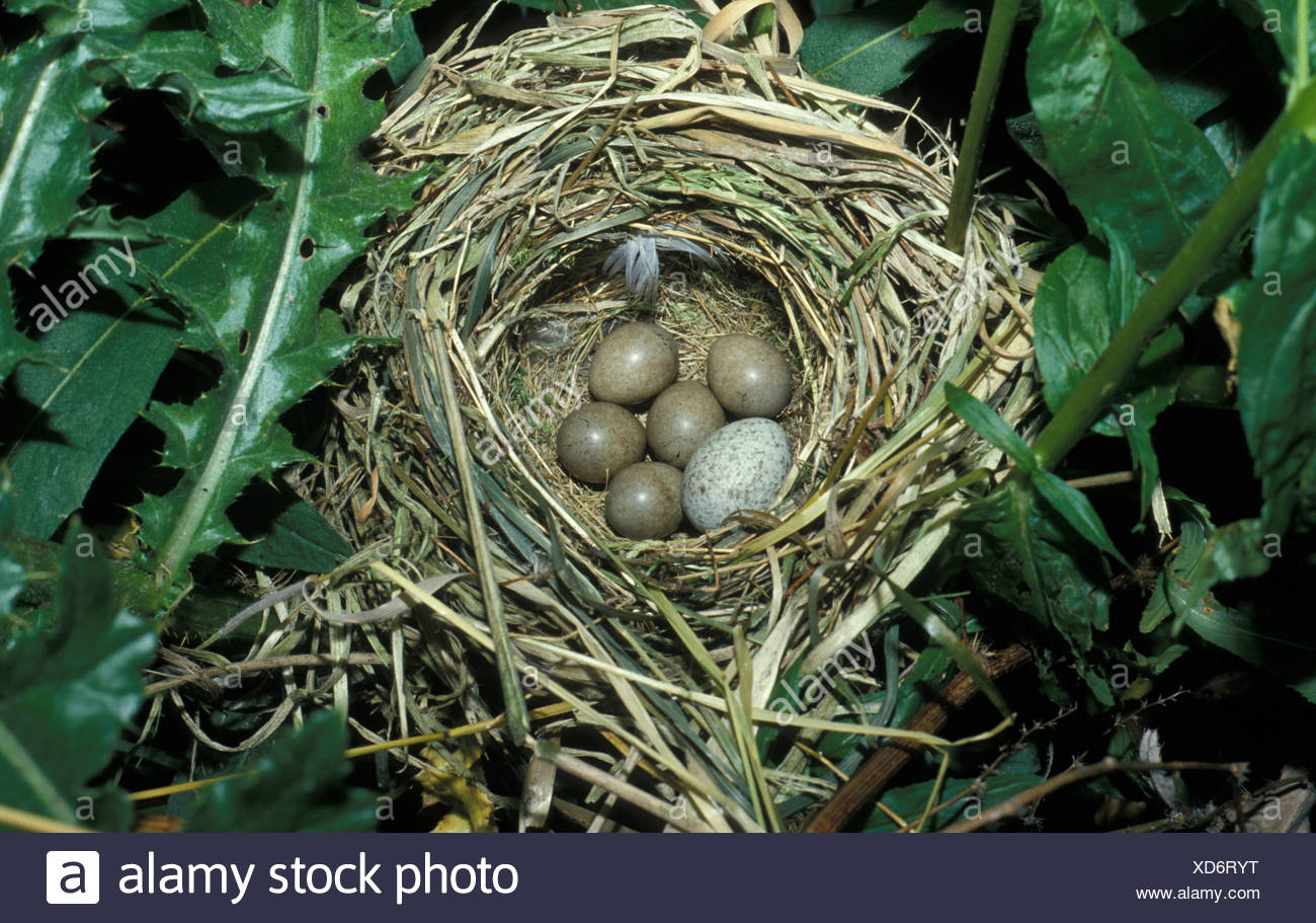 Cuckoo Eggs European Stockfotos und -bilder Kaufen - Alamy