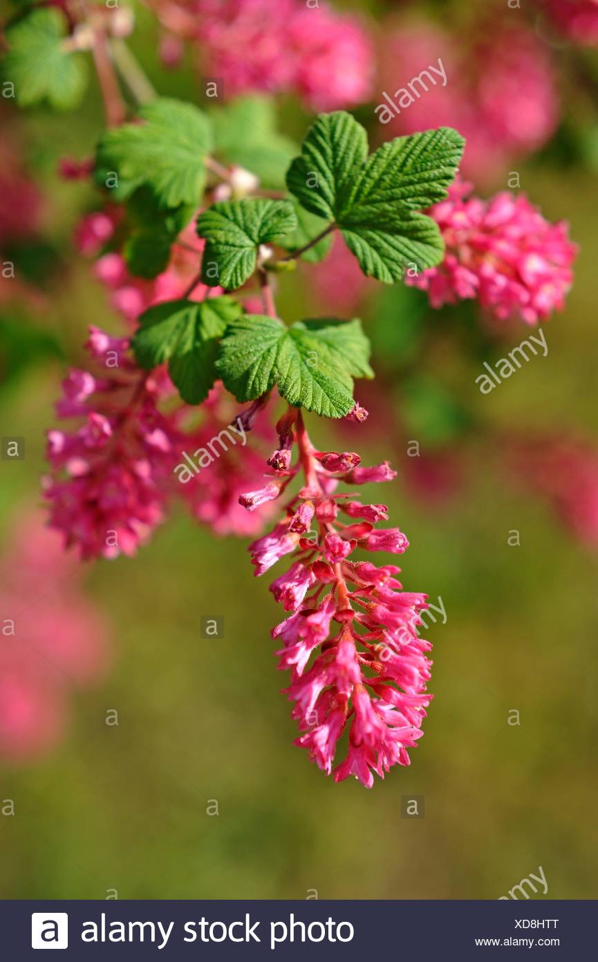 Ribes Sanguineum Stockfotos & Ribes Sanguineum Bilder - Alamy