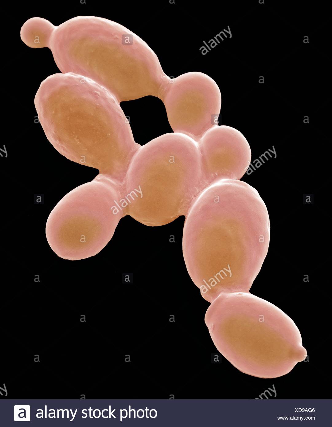 Scanning Electron Microscope Cell Stockfotos und -bilder Kaufen - Alamy
