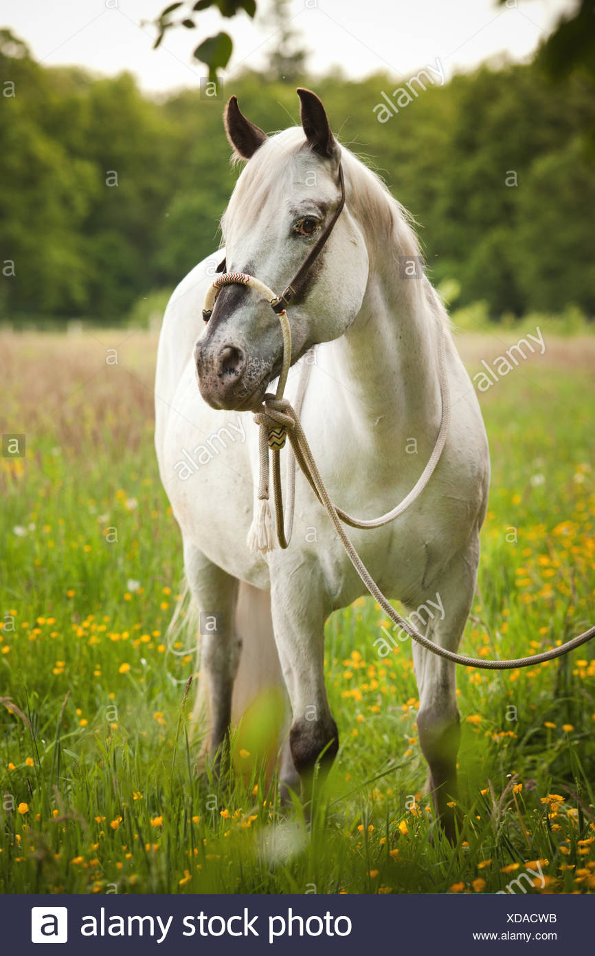 Bridle Eye Stockfotos und -bilder Kaufen - Alamy