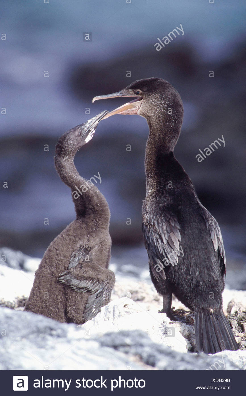 Galapagos Kormoran Stockfotos & Galapagos Kormoran Bilder - Alamy