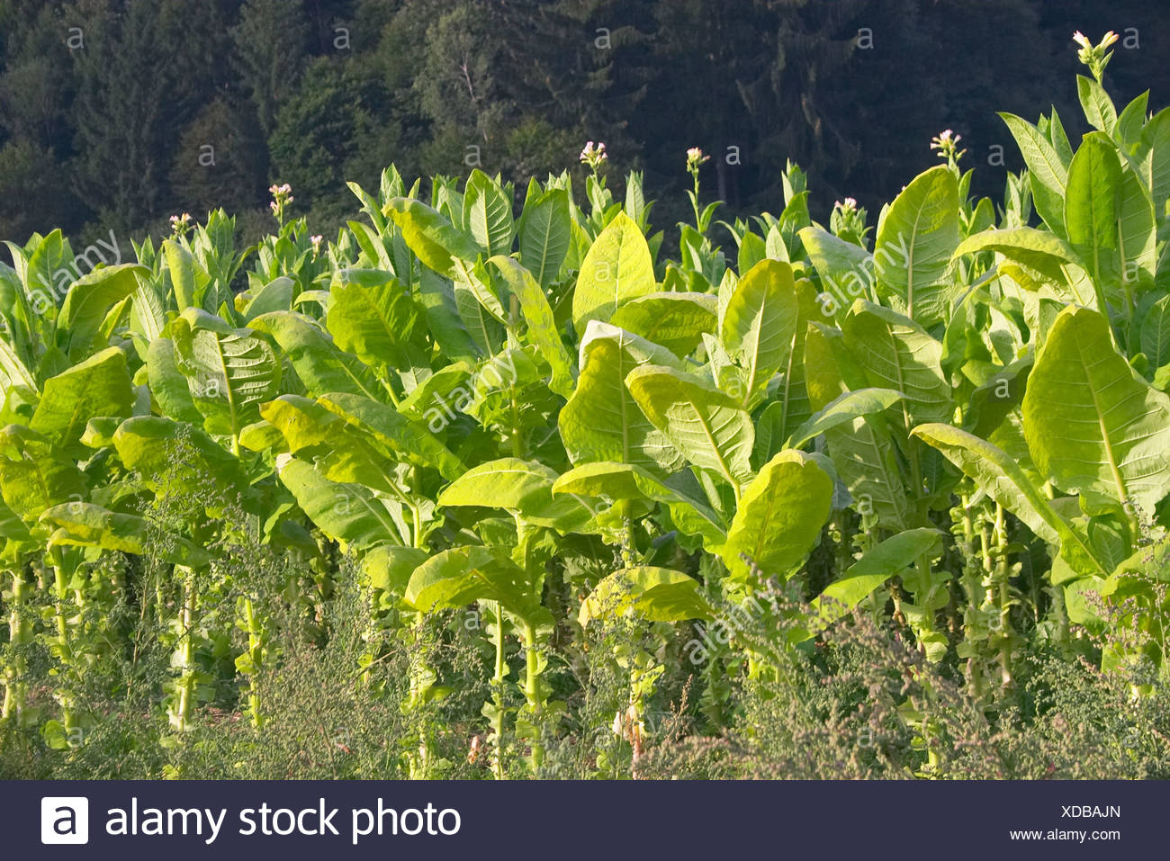 Austria Tabak Stockfotos & Austria Tabak Bilder - Alamy