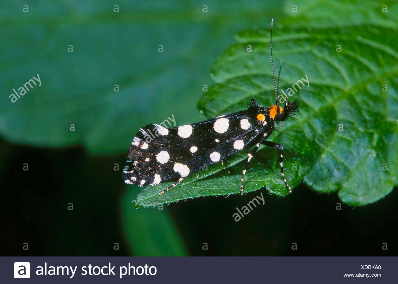 Moths Clothes Stockfotos und -bilder Kaufen - Alamy