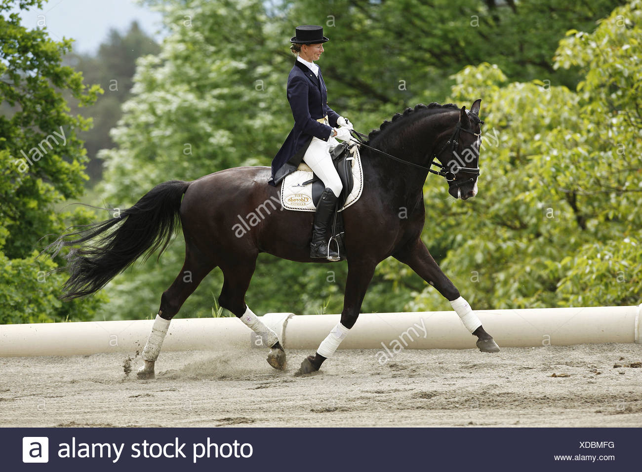Dressage Riding Competition Dressage Rider Stockfotos und -bilder ...