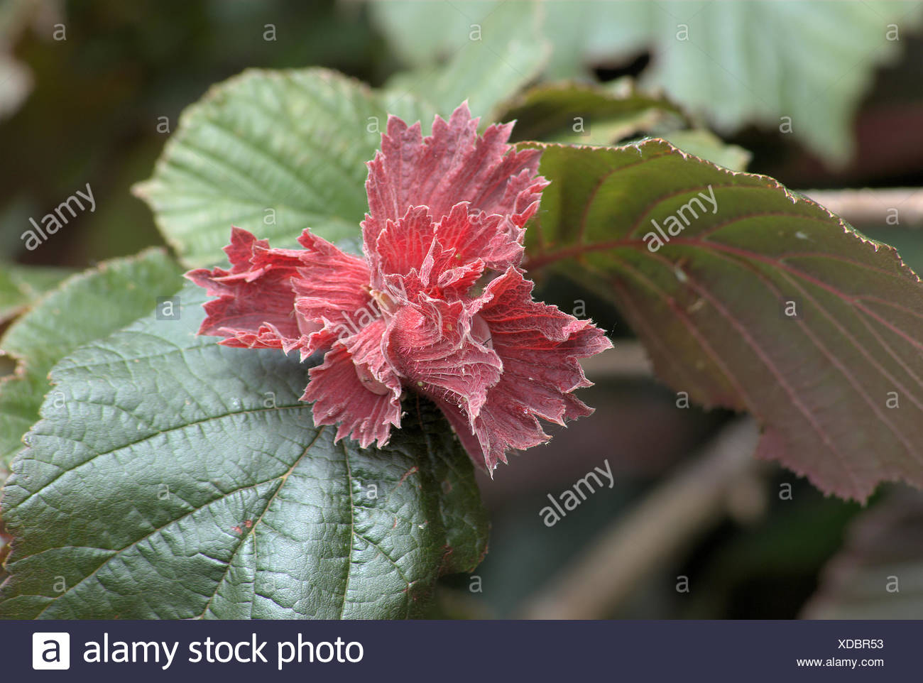 Hazel Corylus Maxima Stockfotos und -bilder Kaufen - Alamy
