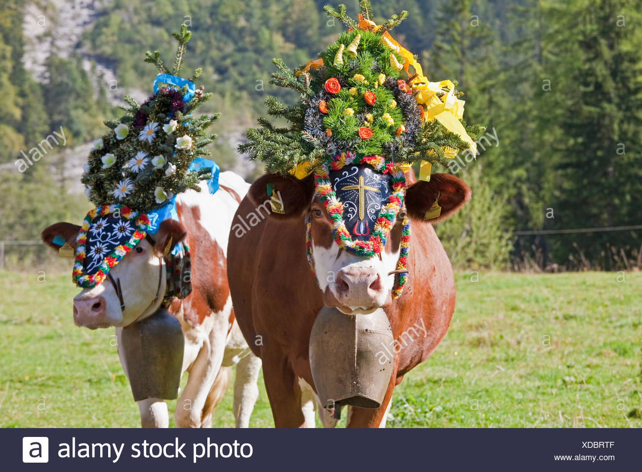 Almabtrieb Austria Stockfotos und -bilder Kaufen - Alamy