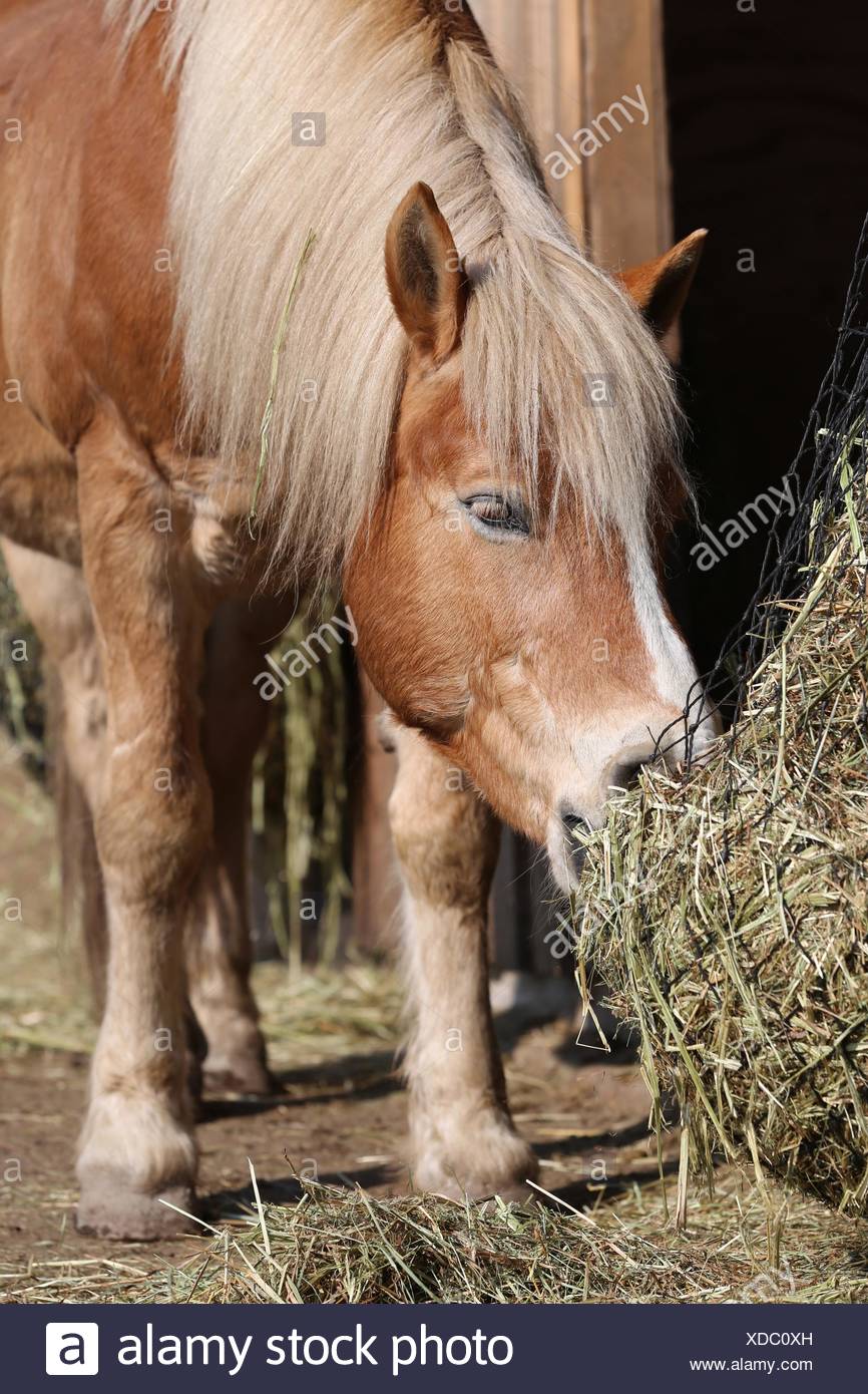 Haflinger Pferde Stockfotos und -bilder Kaufen - Alamy