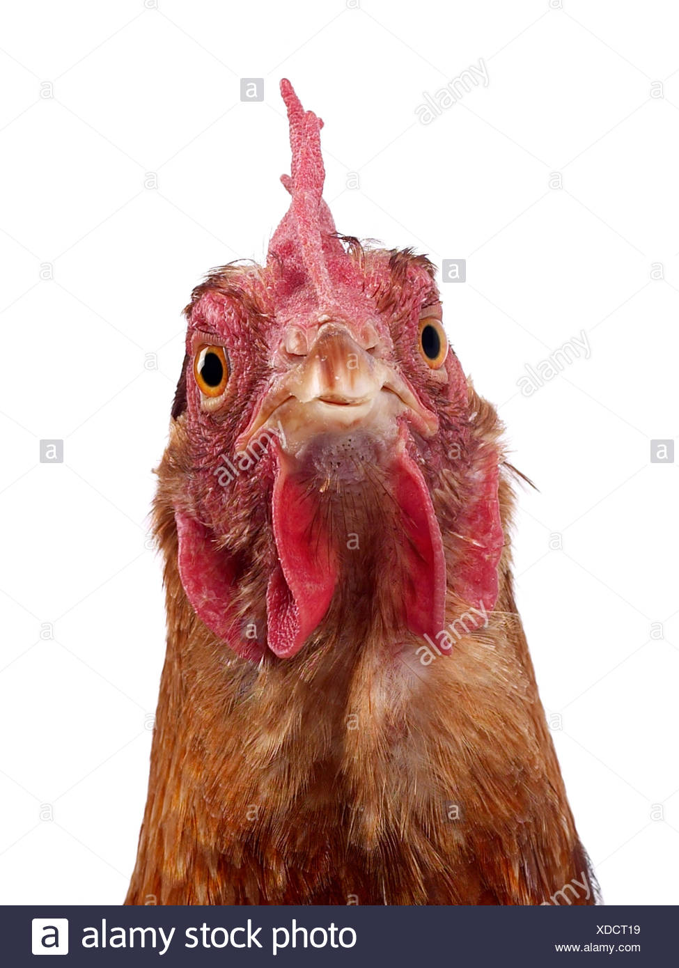Lustiges Huhn Stockfotos und -bilder Kaufen - Alamy