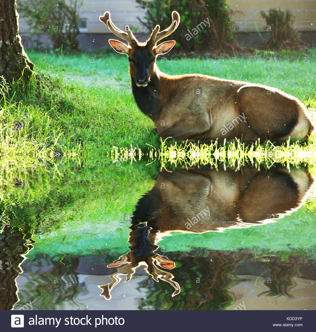 Hirsch Huf Stockfotos & Hirsch Huf Bilder - Alamy