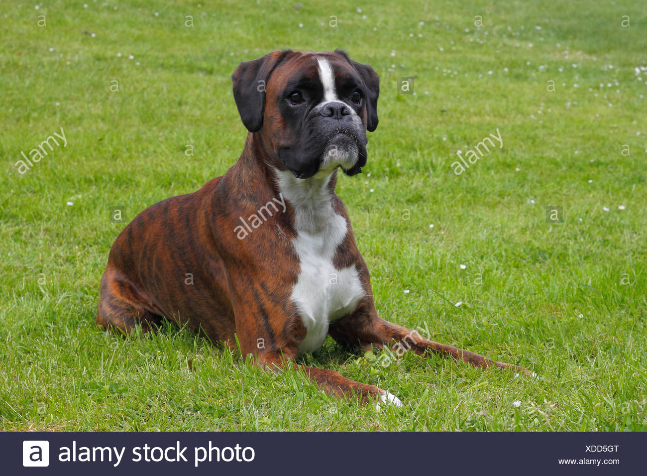 German Boxer Deutscher Boxer Stockfotos und -bilder Kaufen - Seite 2 ...