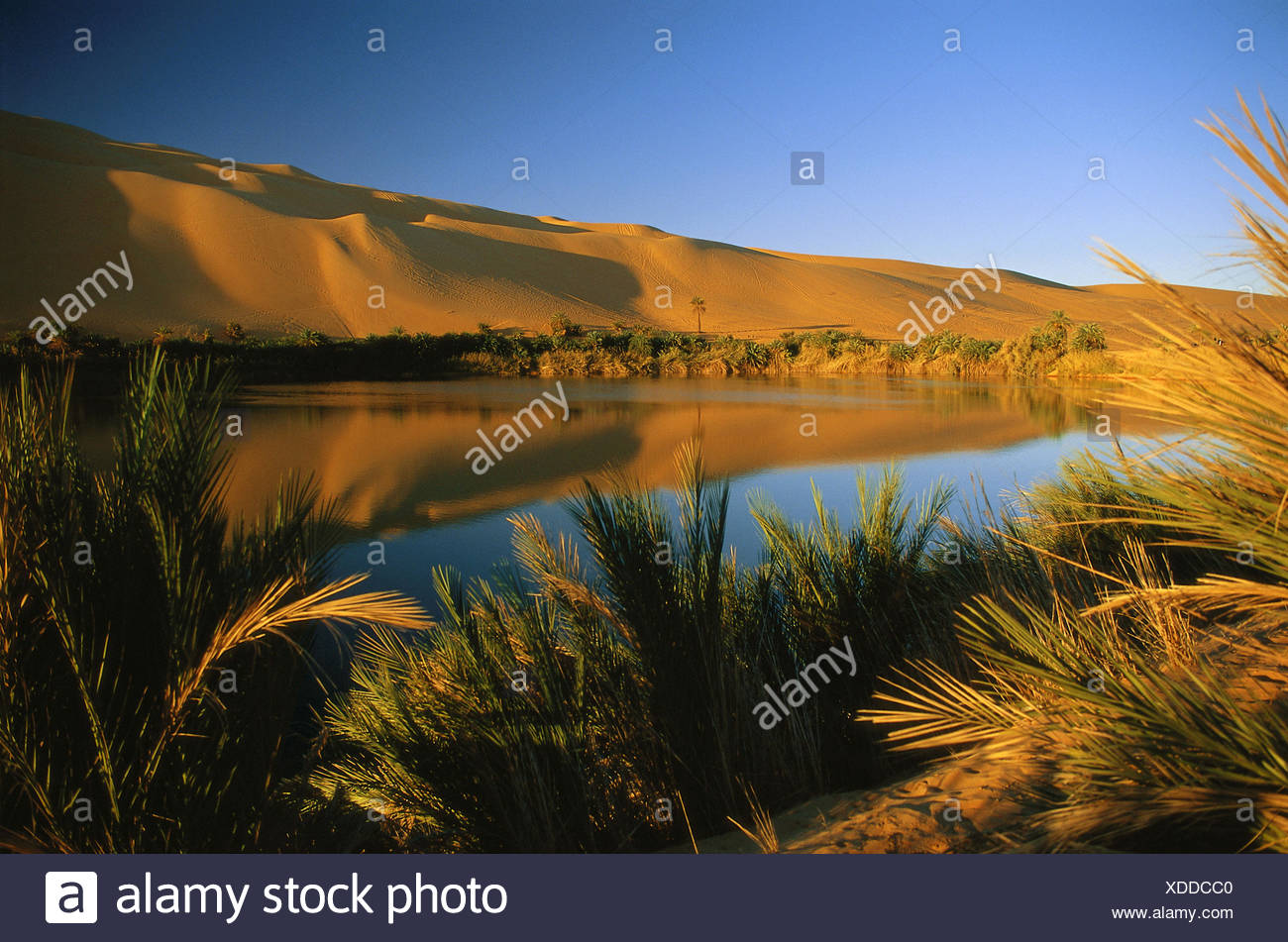Libya Desert Oasis Stockfotos und -bilder Kaufen - Alamy