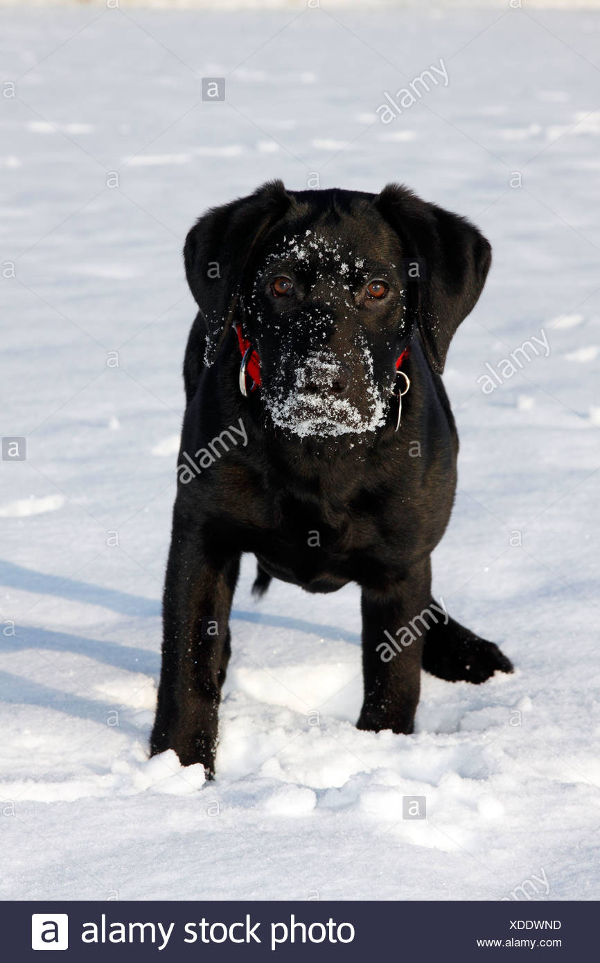 Schwarze Labrador Retriever Welpen Stockfotos und -bilder Kaufen - Alamy