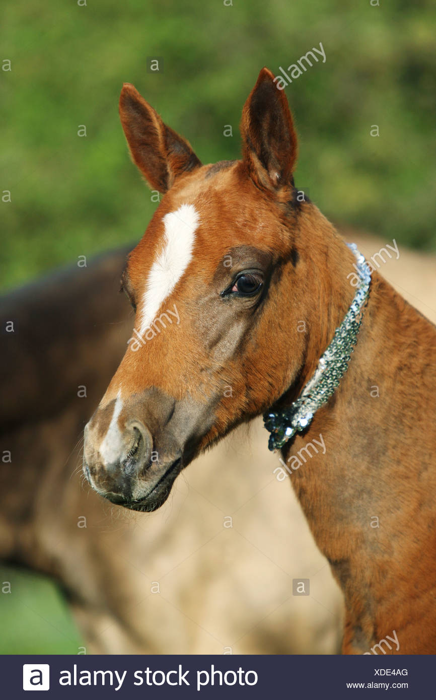 Achal Tekkiner Stockfotos & Achal Tekkiner Bilder - Alamy