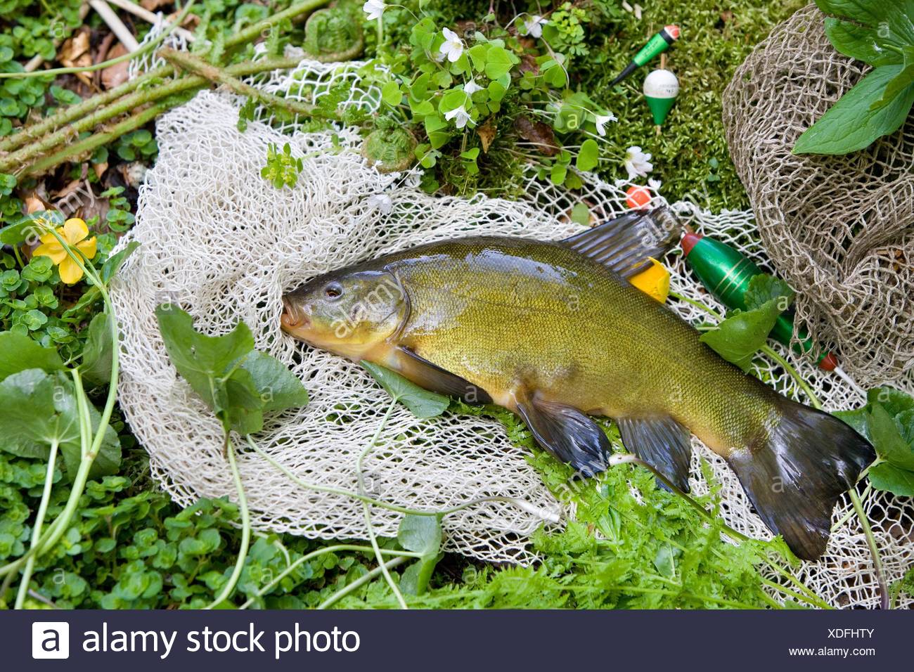 Tench Tinca Tinca Stockfotos und -bilder Kaufen - Alamy
