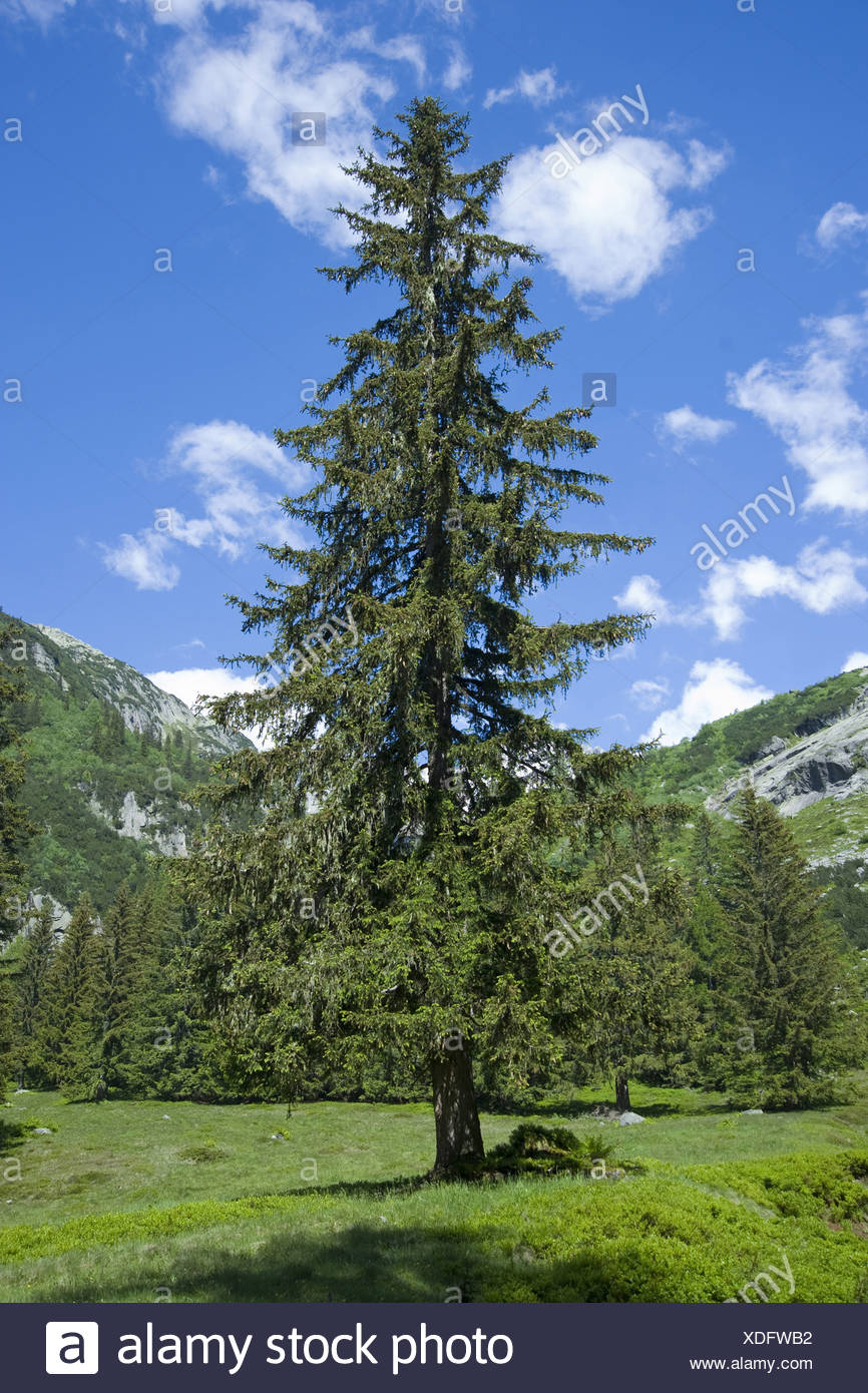 Gemeine Fichte Stockfotos und -bilder Kaufen - Alamy