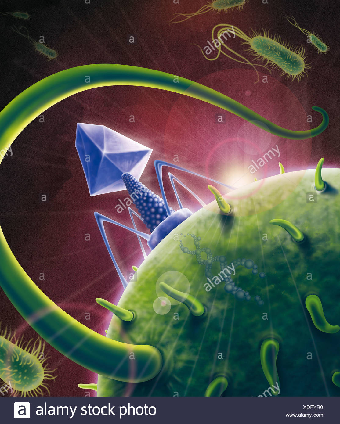 Virales Nucleocapsid Stockfotos und -bilder Kaufen - Alamy