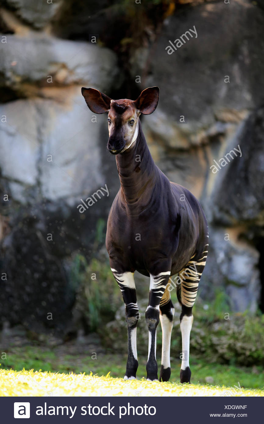 Okapi Johnstoni Stockfotos und -bilder Kaufen - Alamy