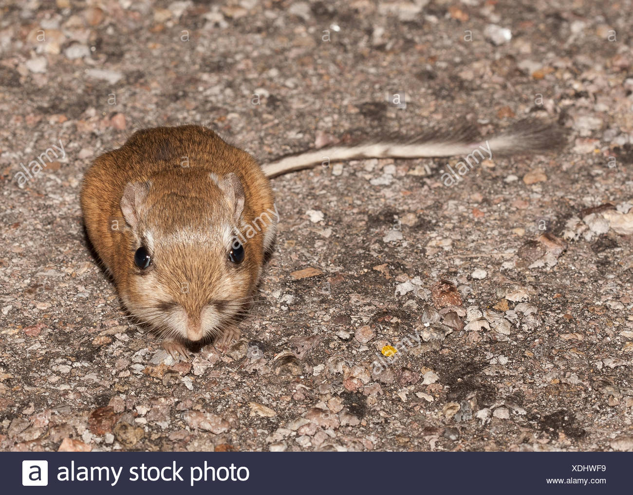 Kangaroo Rat Stockfotos und -bilder Kaufen - Alamy