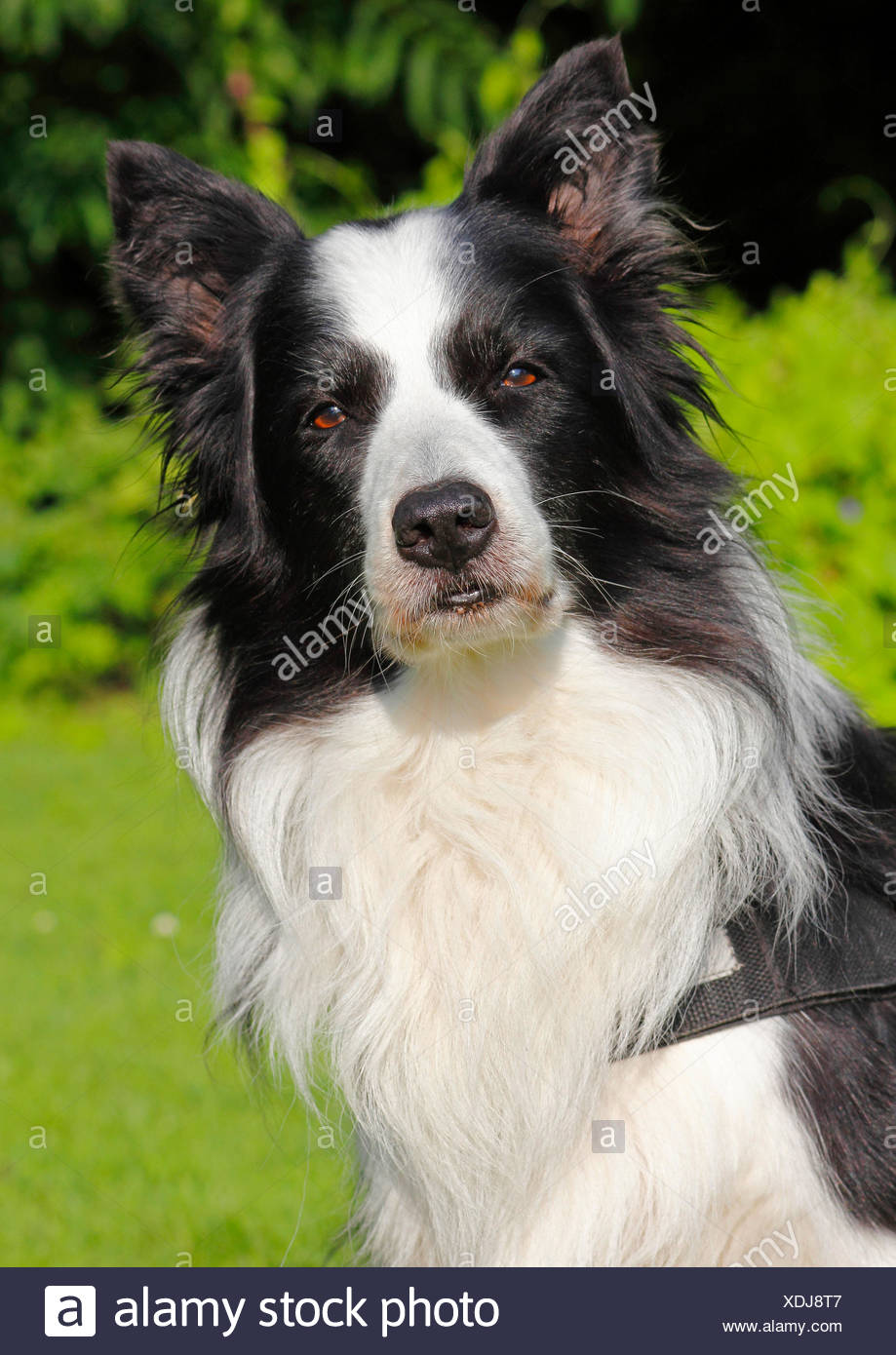 Elf Jahre Alt Stockfotos und -bilder Kaufen - Alamy