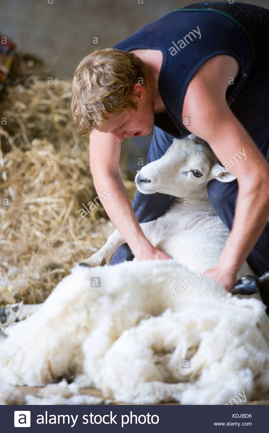 Schafe Scheren Stockfotos & Schafe Scheren Bilder - Alamy