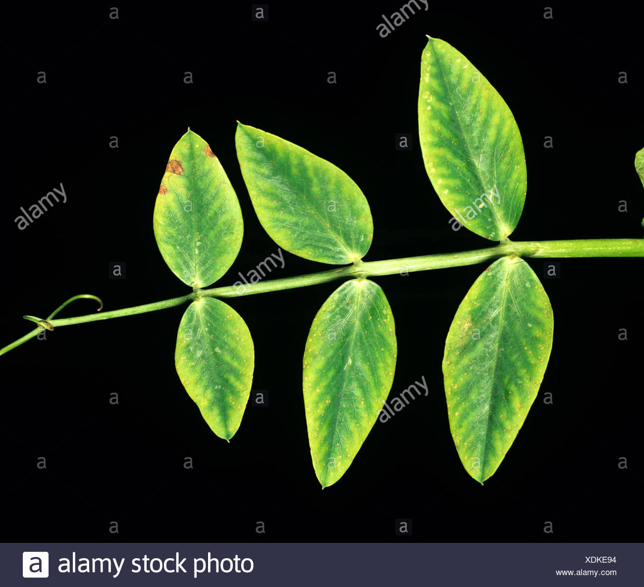 Mineral Deficiency Magnesium Deficiency On Stockfotos und -bilder ...
